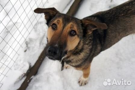 Любава в дар. Умная, ласковая, собака компаньон