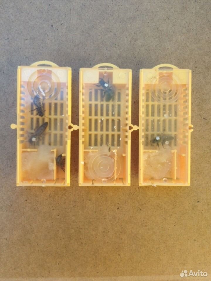 Пчеломатки плодные и неплодные Карника