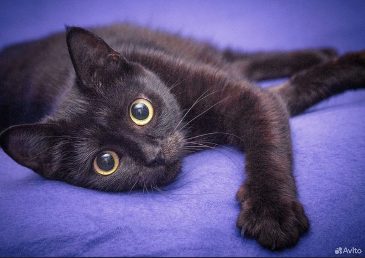 Николь - прелестная брюнетка