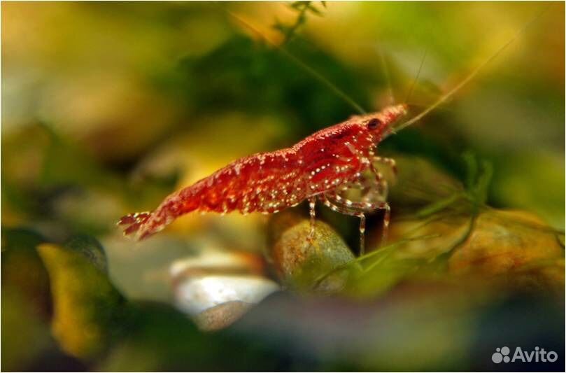 Креветки "Вишни" Neocaridina heteropoda
