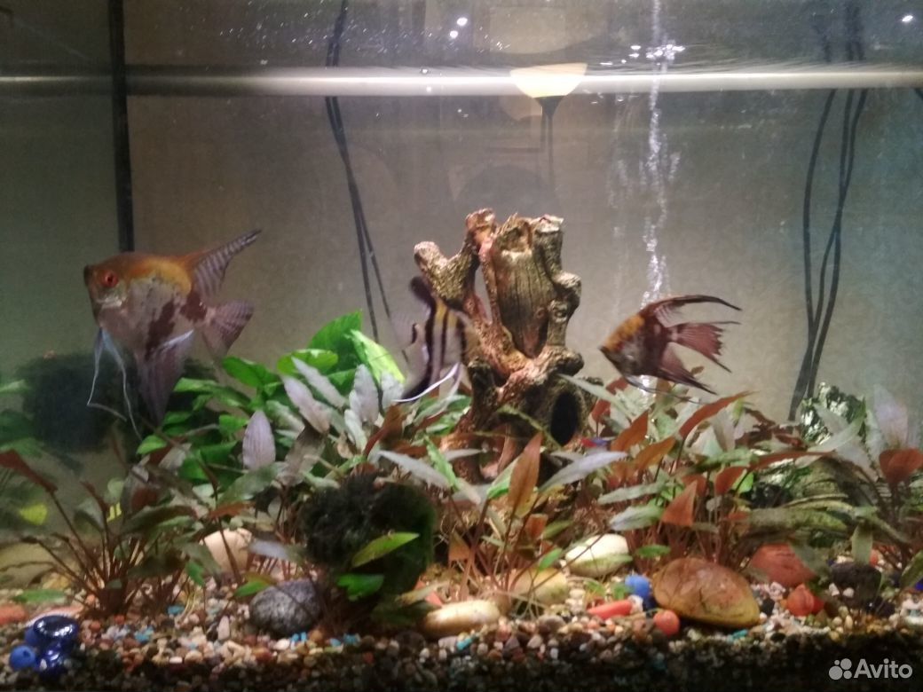 3 больших скалярии