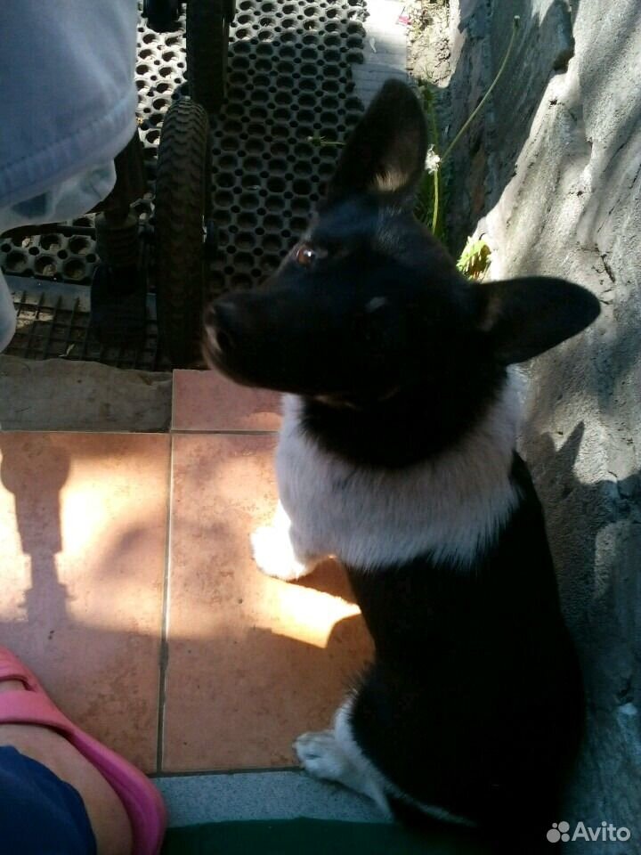 Джек рассел помесь