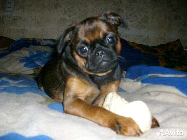 Девочка Пти-брабансона