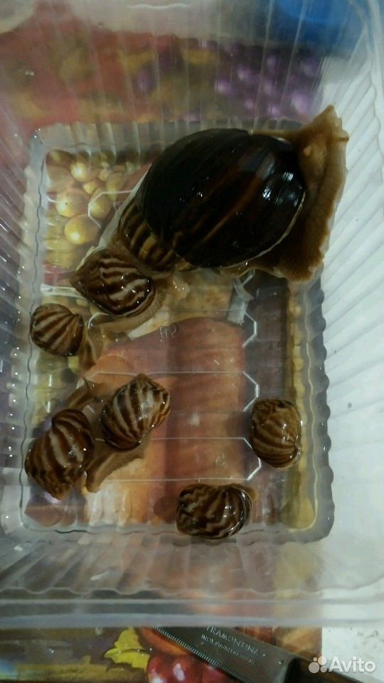 Отдам ахатин бесплатно