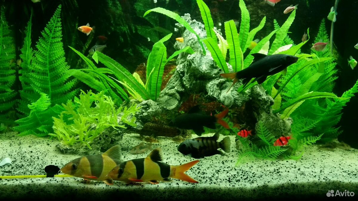 Аквариумные рыбки