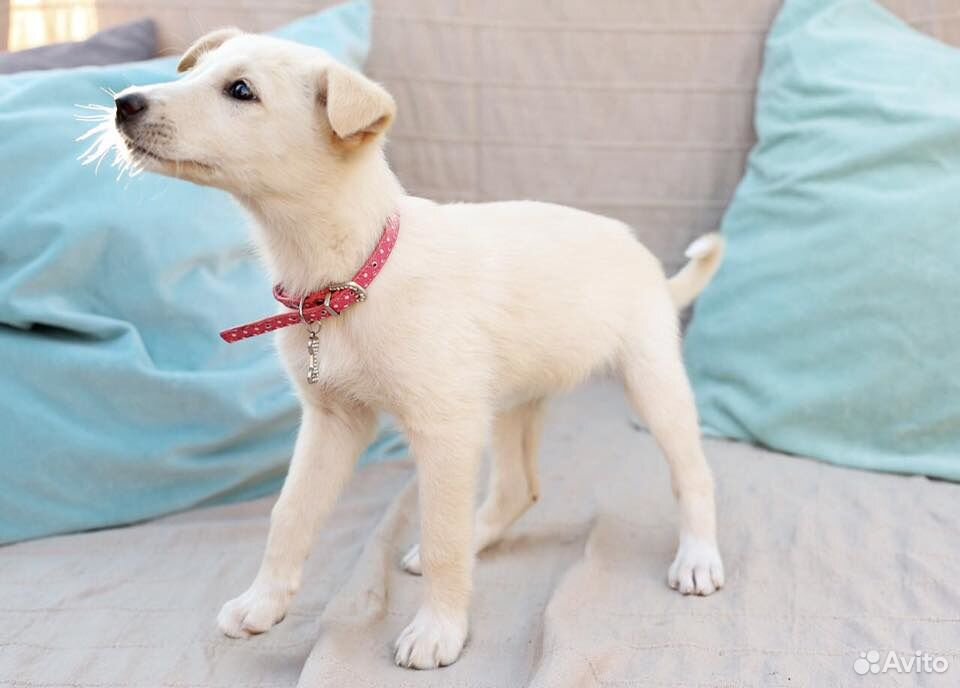 Великолепные, кремовые щенки - вырастут крошками