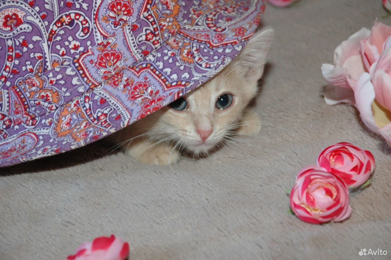 Рыжий котенок девочка в дар