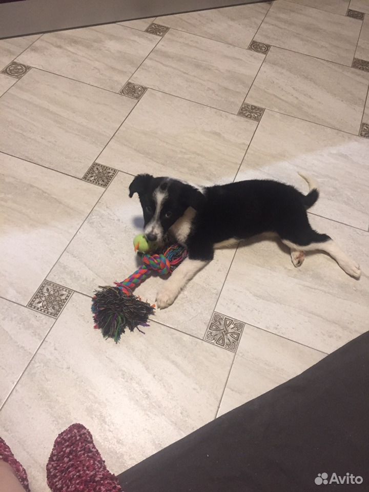 Отдам щенка девочку бордер колли 2,5 месяца