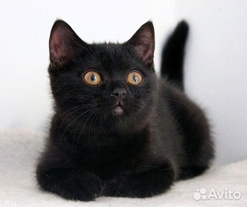 Котенок Симферополь