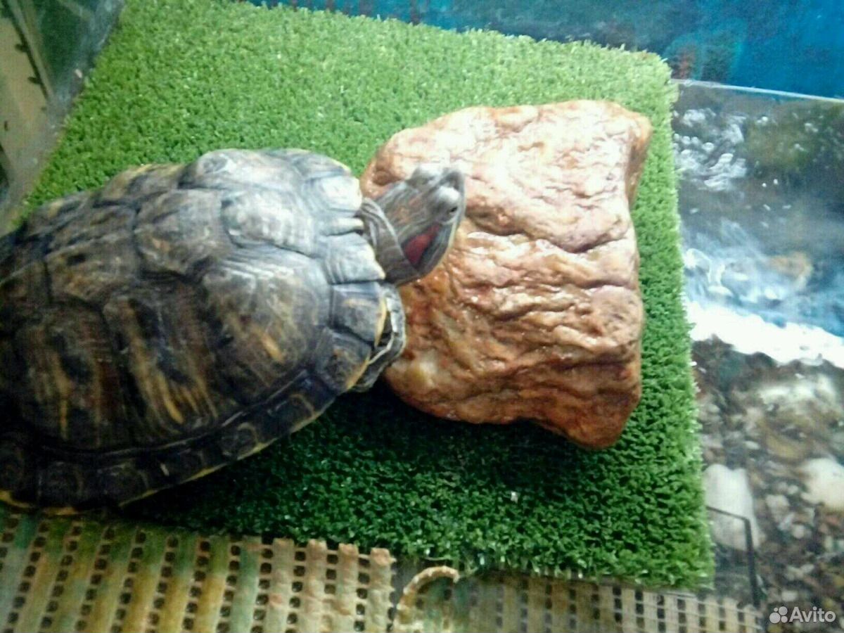 Аквариум с 2 красноухими черепахами