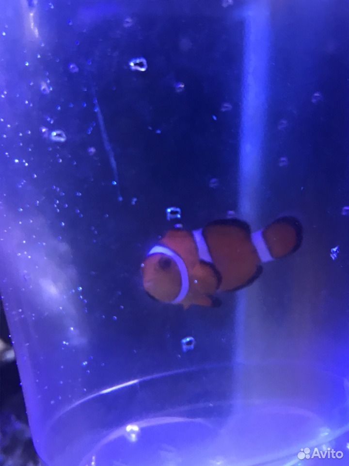 Рыба клоун морская