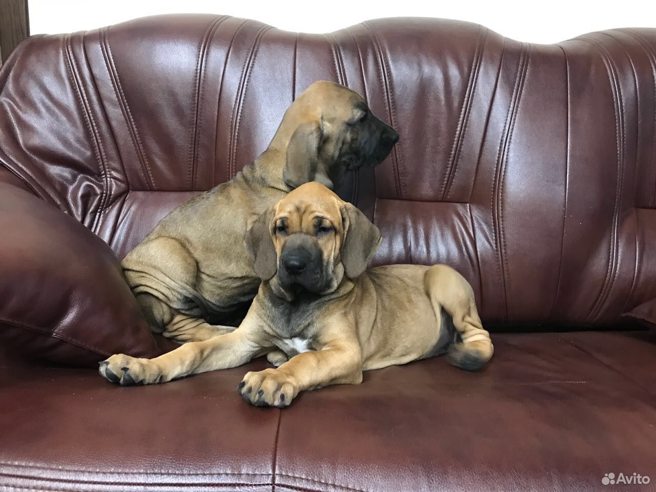 Шикарные щенки филы бразильеро