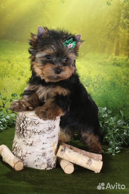 Красотун. Видео