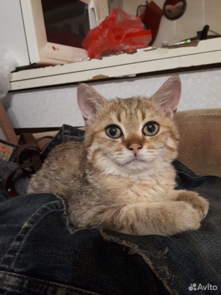 Продаём котёнка