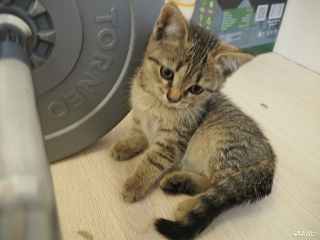 Милая, нежная и очаровательная Пуговка