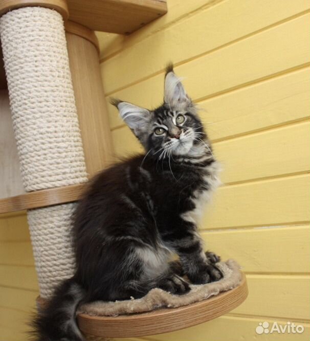 Котик черный мрамор Norbert