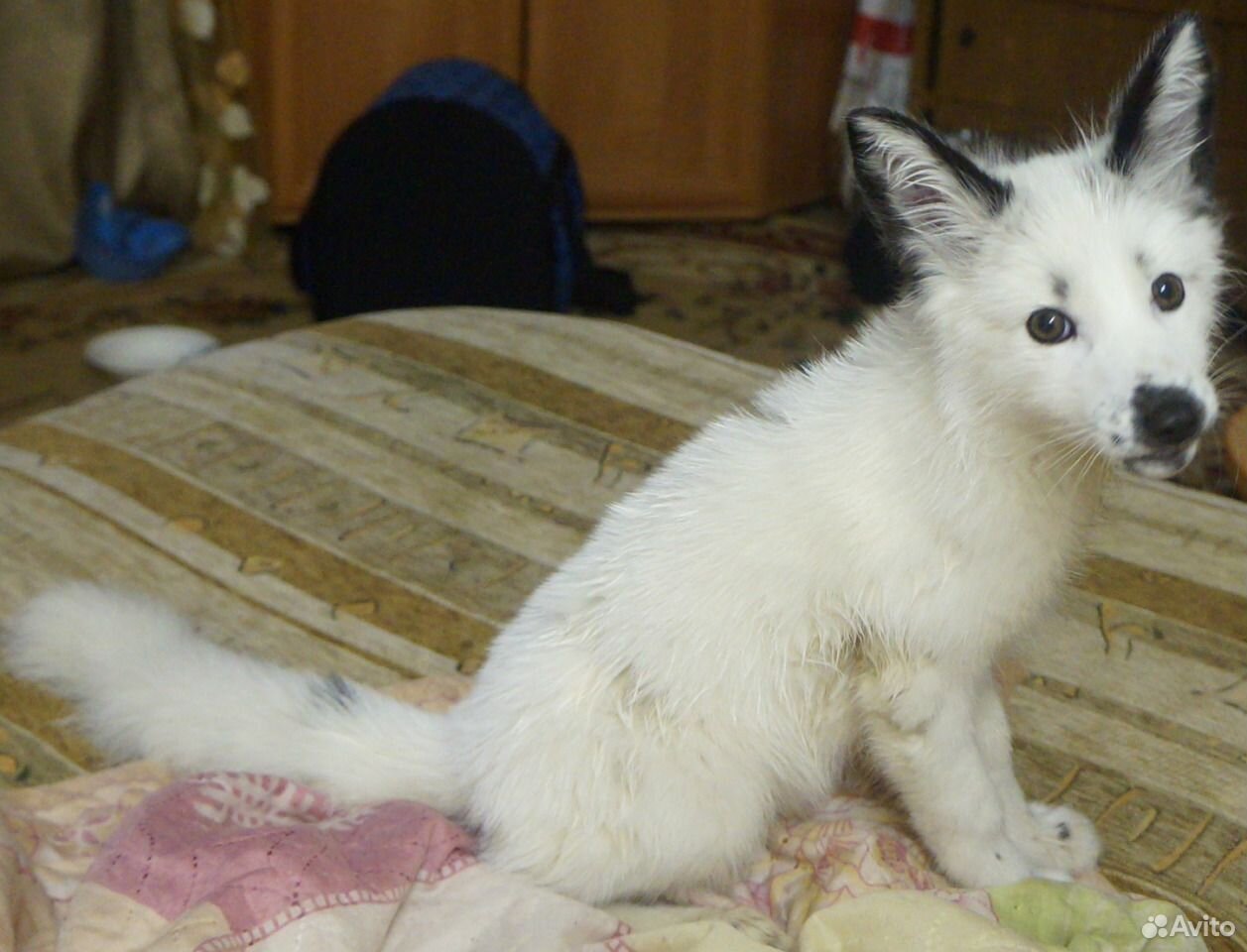 Белоснежная домашняя лиса