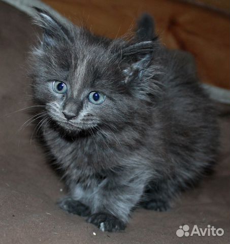 Мейн кун котенок Бульбочка