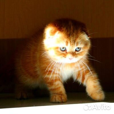 Лейла и Лелик -красные мраморные котята