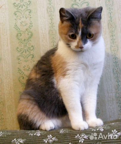 Алечка - воображала