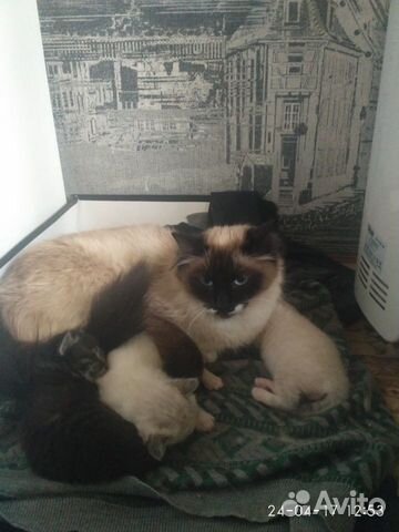 Бирманские котята