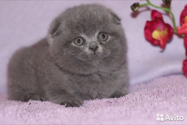 Лилачки и голубки