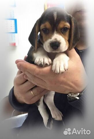 Очаровательный мальчик Мачо породы Бигль