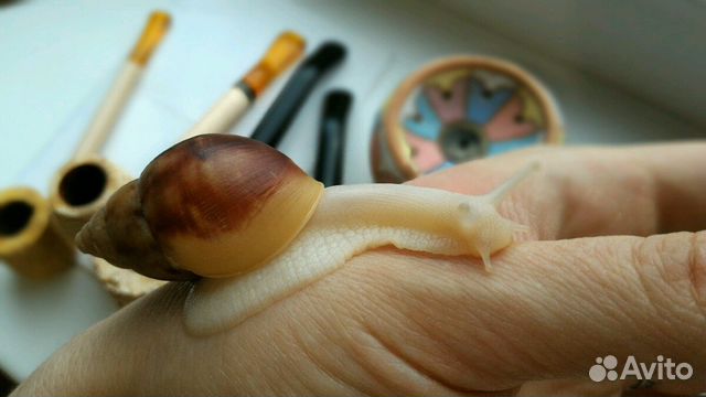 Улитка гигантская