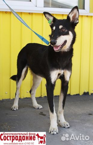 Молоденькая, ласковая и послушная собачка