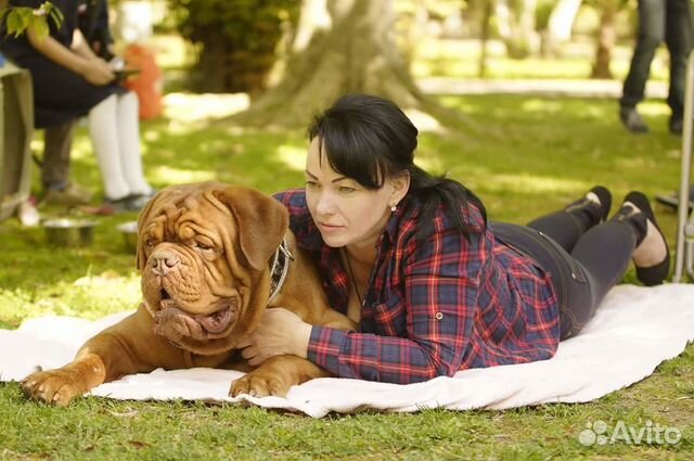 Продается щенок бордоского дога