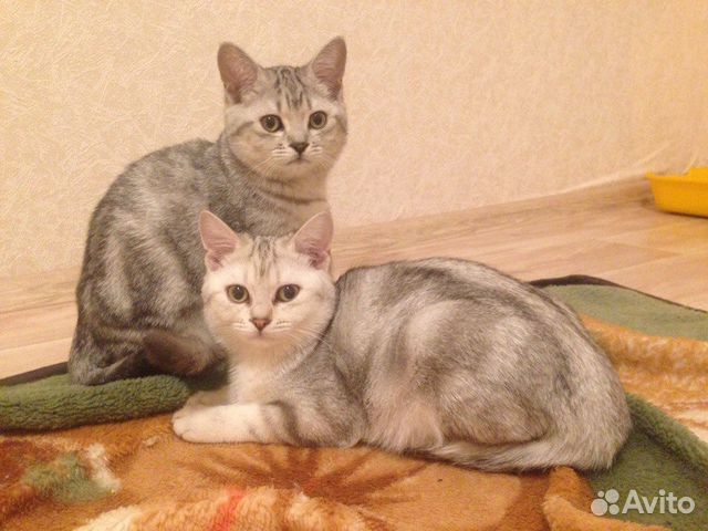 Британские мраморные котята