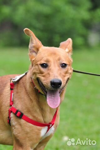 Метис стаффа в дар