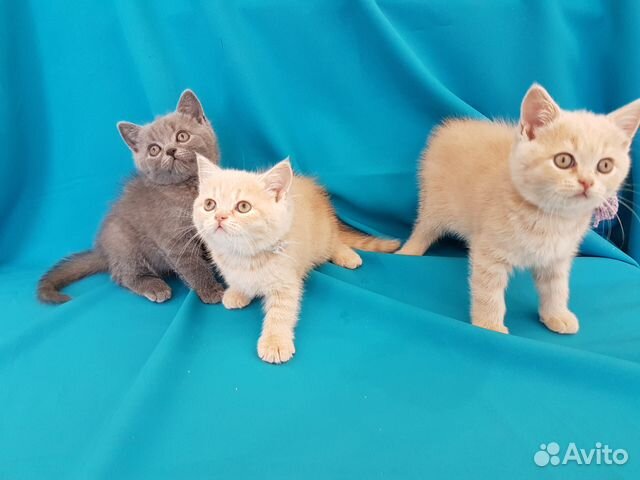 Котята породы Британская короткошерстная