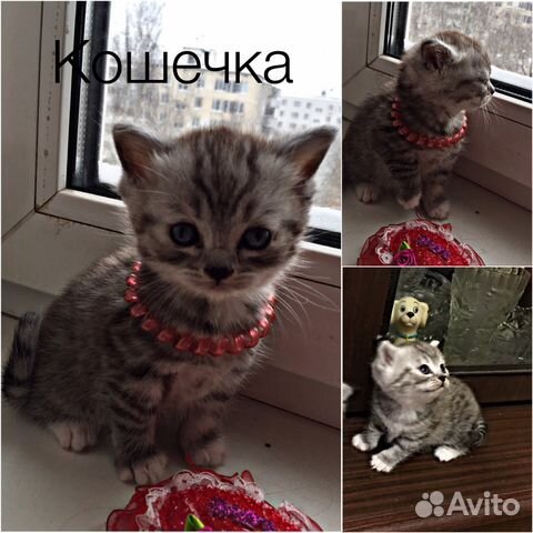 Британский котёнок