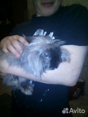 Кролик ангорский