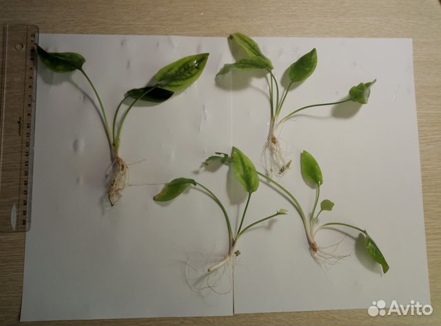 Излишки после прополки (криптокорина,эхинодорус)