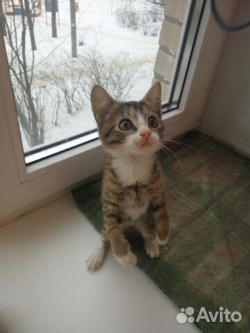 Суперласковый котенок в добрые руки