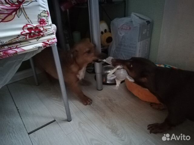 Отдам собак