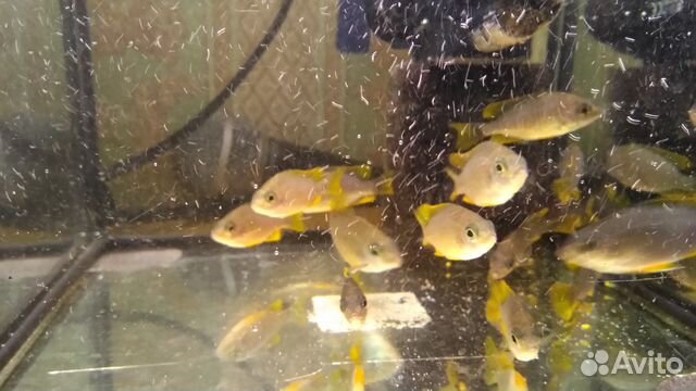 Мальки Каданго. бесплатно