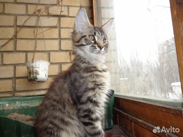 Не простой котик