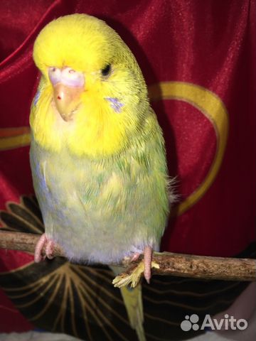 Попугай выставочный волнистый (чех)