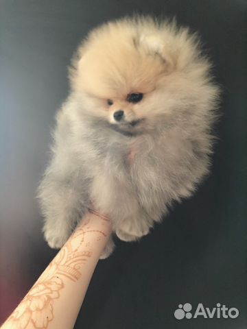 Микро мальчик померанчик
