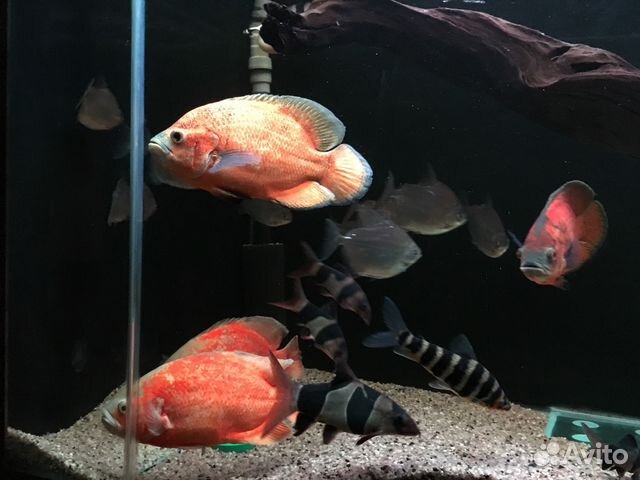 Крупная рыба