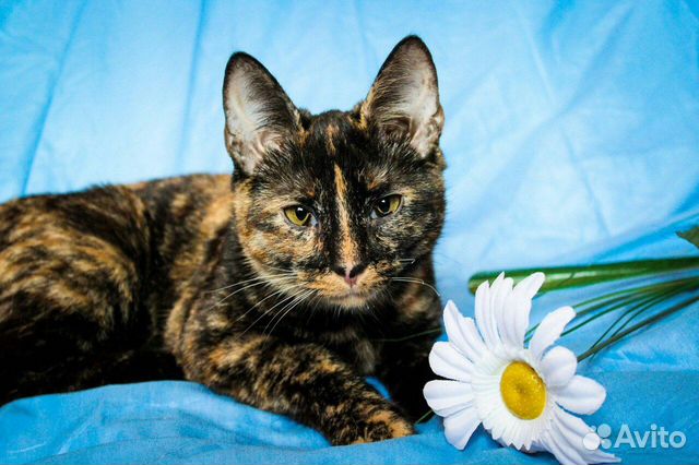 Котенок Анфиса