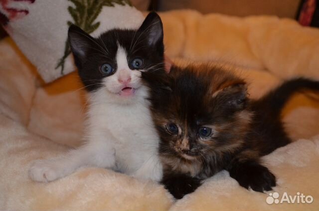 Комочки счастья