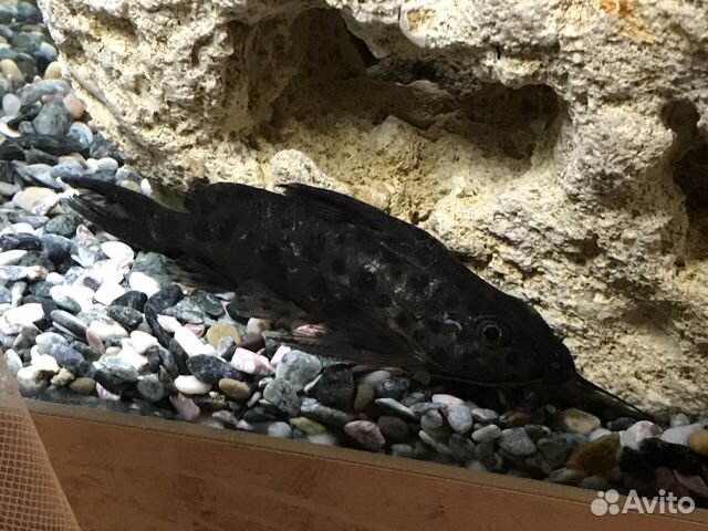 Пятнистый Синодонтис