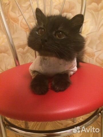 Котик Симба в поисках дома