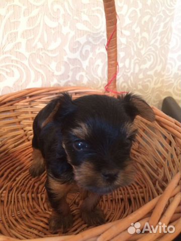 Мини Йорики