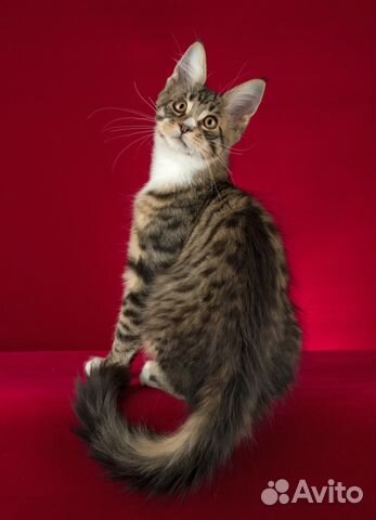 Черный тигровый Tameless Akela