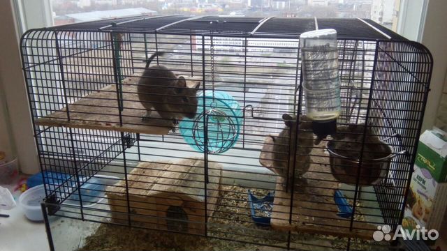 Отдам в добрые руки